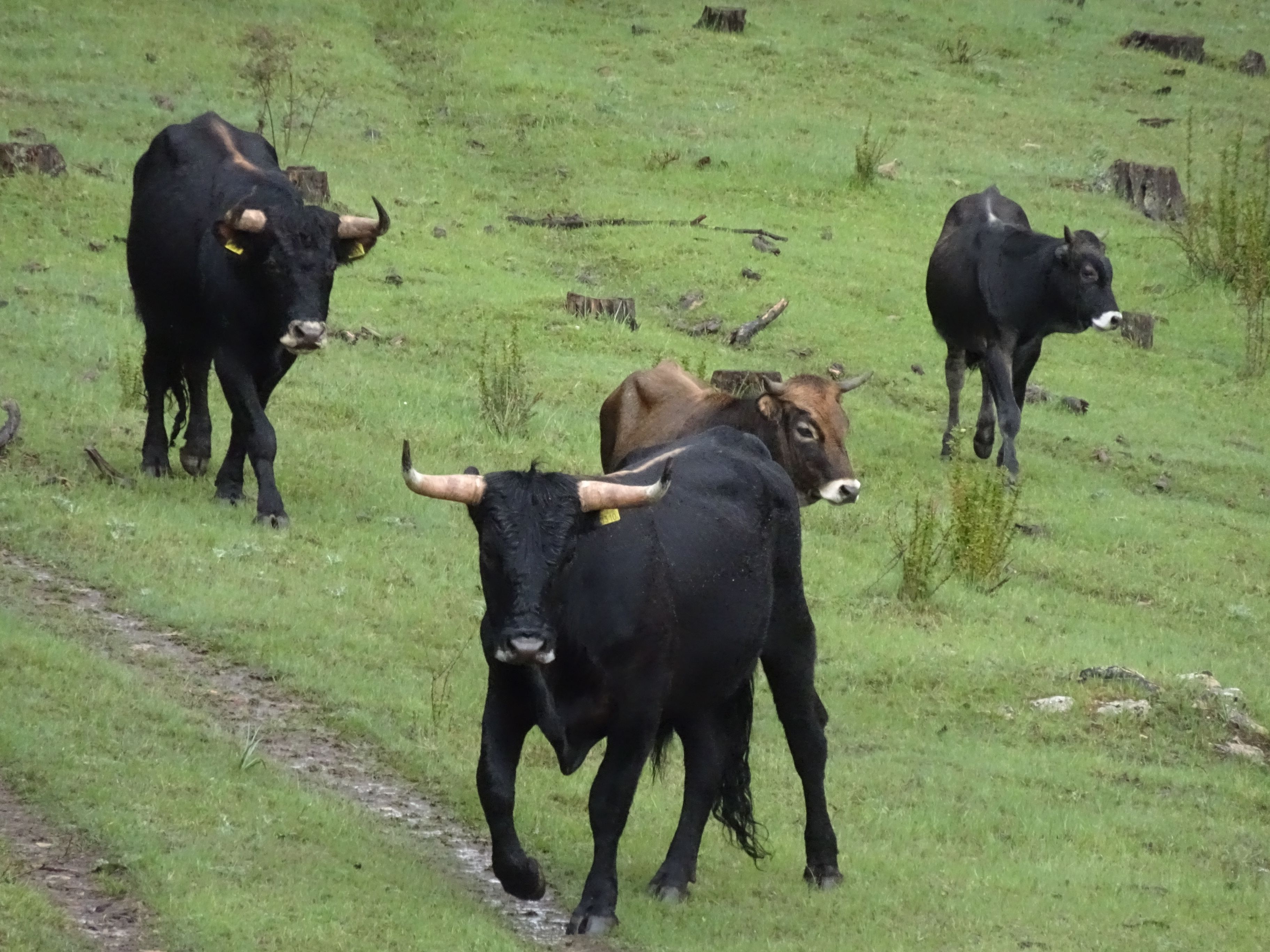 Rewilding Spain y el Safari La Maleza, en la revista de viajes ...